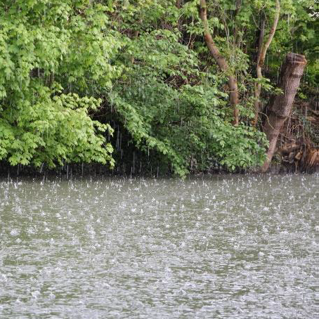 Wald und Wasser sind voneinander abhängig | BDF - Bund Deutscher Forstleute
